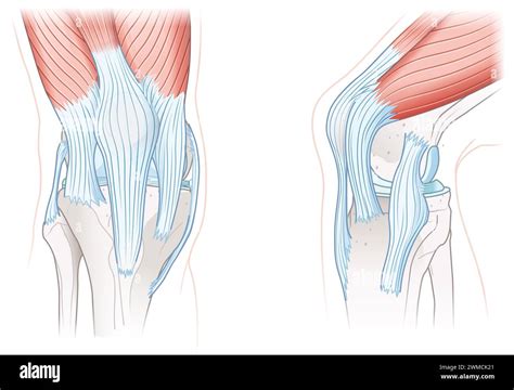 The Knee Joints Ligaments Include The Anterior Cruciate Ligament Acl