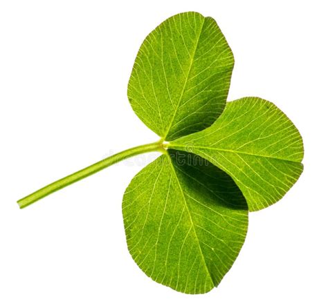 Leaf Cell Structure Stock Image Image Of Floral Elegance 114872973