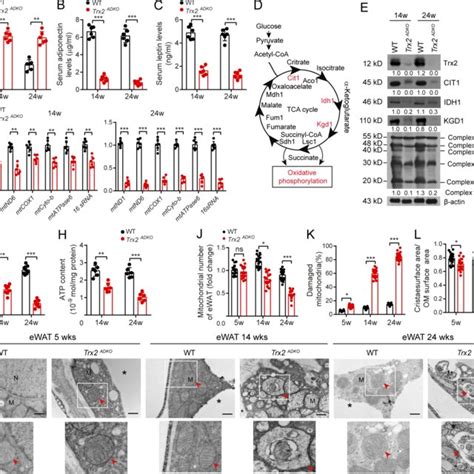 Trx2 Deficiency Increases Mitochondrial Ros Generation And Nf κb