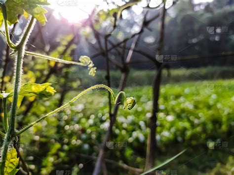 这是卷须，卷须是一种特殊的茎、叶或叶柄，具有线状的形状，被攀缘植物用来支撑。