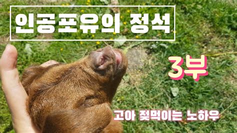 아기염소 인공포유 쉽게 하는 노하우 3부 Youtube