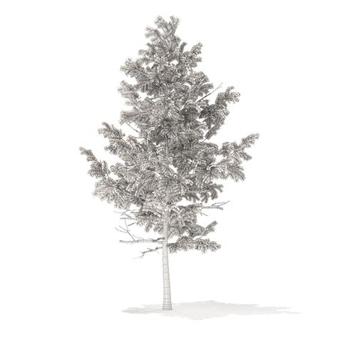 D Model Pine Tree D Model M Pond Artofit