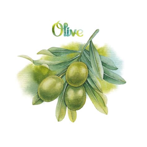 Ejemplo De La Acuarela De La Rama De Olivo En El Fondo Blanco Stock De