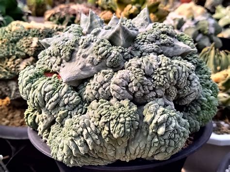 肉銘的植物園 大家好，我是肉銘 今天又為了植物名的問題跟我上舖的室友在討論，肉銘真的很不喜歡很多人自己任意給植物取一名字然後在市面上流通
