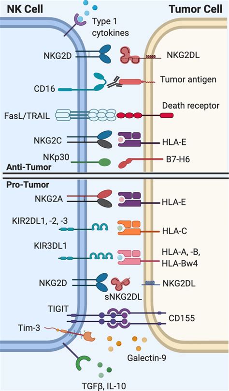 Natural Killer Nk Cell Interactions With Tumor Cells Activation Of