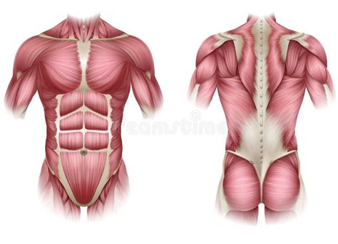 Trunk Human Muscles Anatomy Medical Illustration Stock Vector