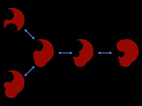 Embryo Morphogenesis Pattern Discovery MathPickle
