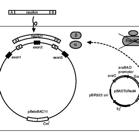 Map Of Plasmid Used For Red Recombination And Diagram Illustrating The