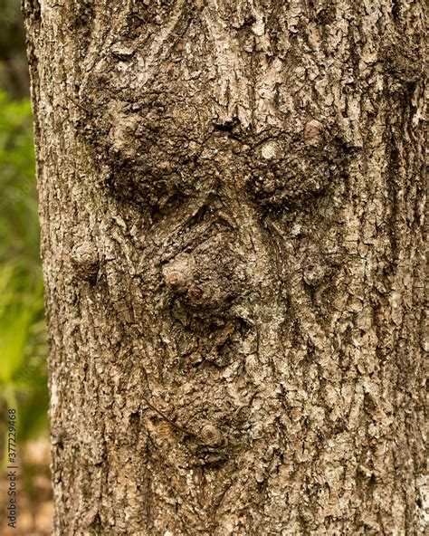 Tree Stock Photos Tree With Human Face In Nature With A Majestic Illusion In Forest A Rarity