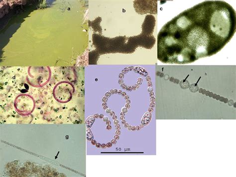 4 Photograph Of A Cyanobacterial Bloom In One Of The Study Reservoirs