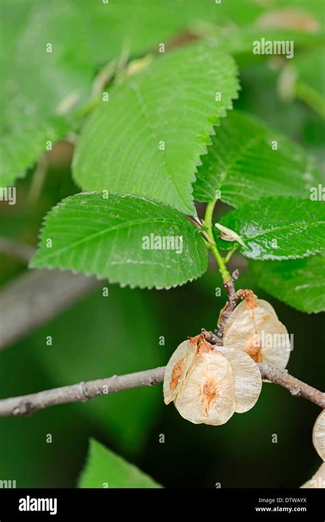 European White Elm Stock Photo - Alamy