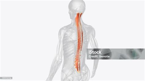 The Transversospinalis Muscle Group Is The Deep Layer Of The Intrinsic