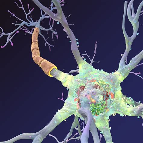 Neuron 3d Model 139 Ma Fbx Obj C4d Free3d