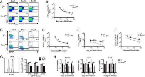 Figure 1 From The Transcription Factor Runx2 Is Required For Long Term