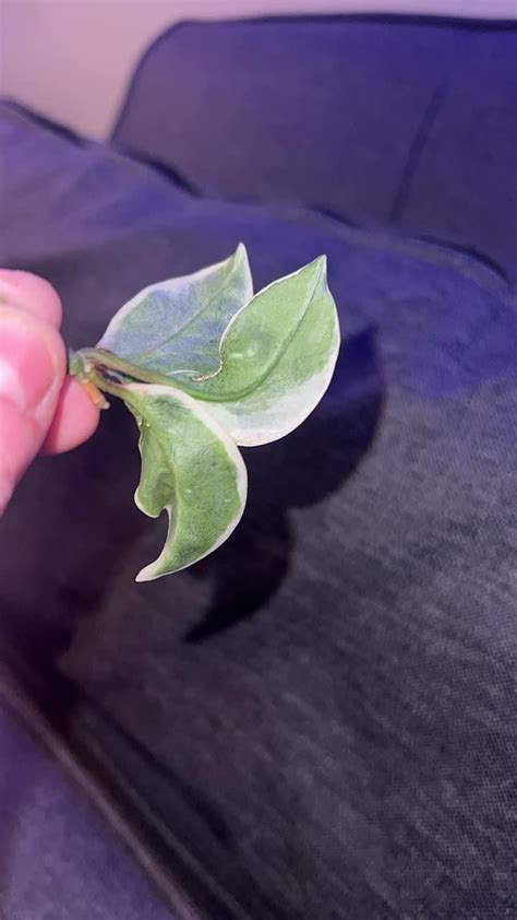 Stem Propagation R Propagation