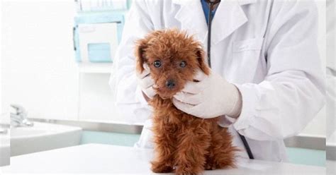Detienen A Veterinario Que Traficaba Heroína En Cuerpos De Cachorros De