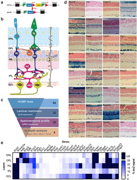 Spatiotemporal Gene Expression Patterns Reveal Molecular Relatedness