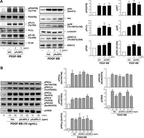 Naked Physically Synthesized Gold Nanoparticles Affect Migration Mitochondrial Activity And