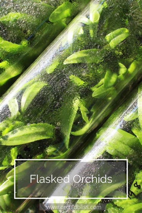 Orchid Flowers Falling Off Orchid Bliss