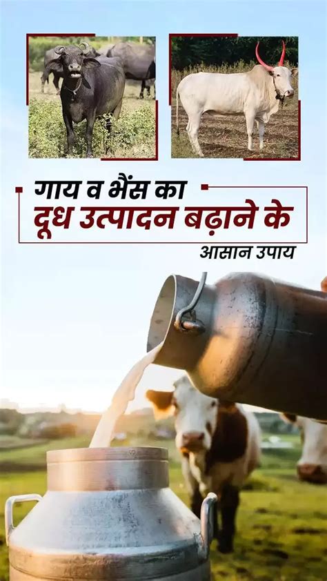 गाय व भैंस का दूध उत्पादन बढ़ाने के आसान उपाय