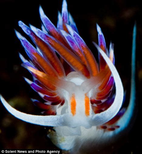 The Psychedelic Seaslugs That Outshine Their Garden Cousins Daily