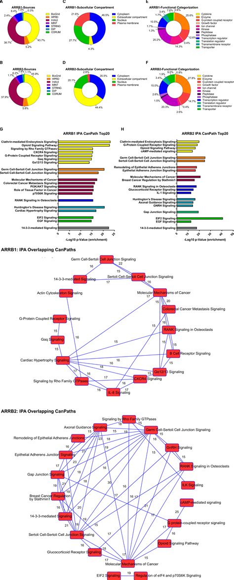 Frontiers β Arrestin Based Receptor Signaling Paradigms Potential