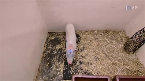 Video Subdural Implantation Of A Soft Electrocorticography Array For