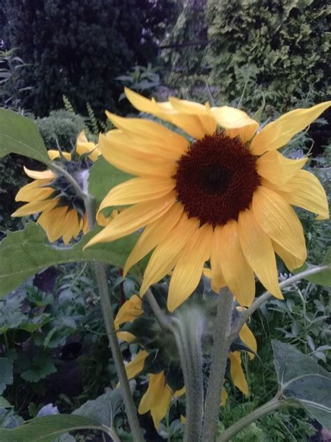 Ziołowy Poradnik Herbal Guide Słonecznik zwyczajny Helianthus annuus L