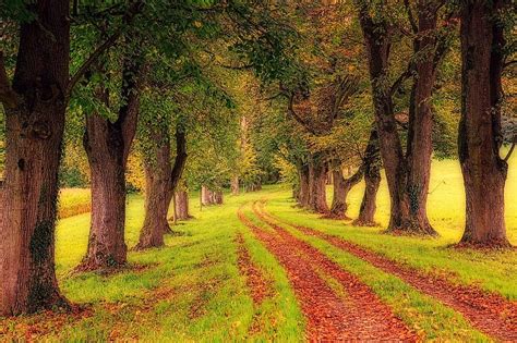 Leaves Tree Green Nature Branch Forest Environment Branches Pikist