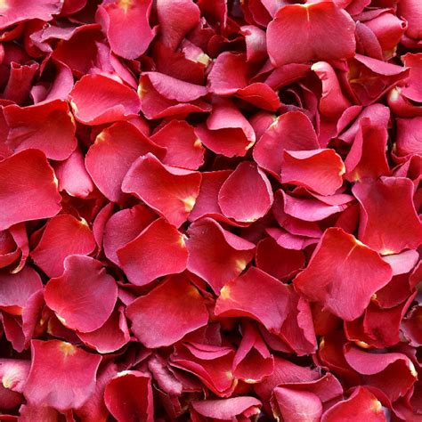 What Do My Petal Colours Symbolise Petals And Roses