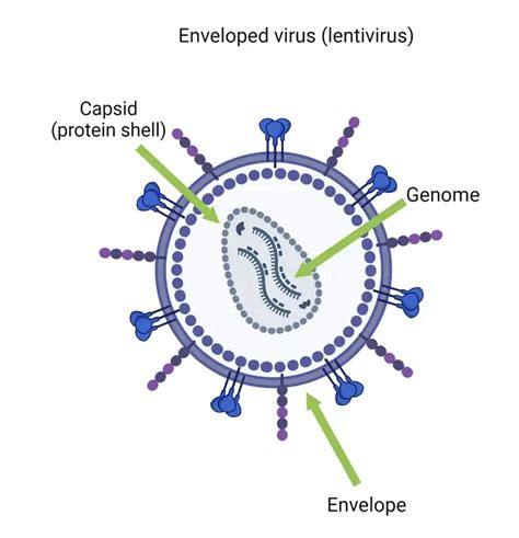 Enveloped And Non Enveloped Viruses The Phage