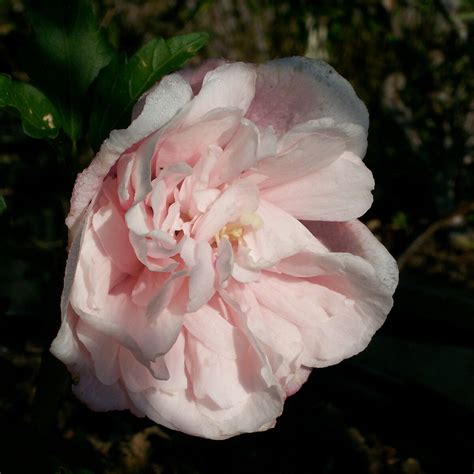Hibiscus Syriacus Strawberry Smoothie Rose Of Sharon Siteone