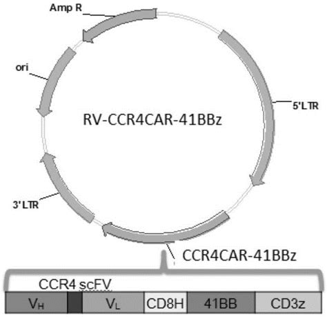Ccr