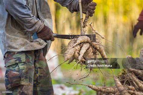 Agriculture Is Harvesting Tapioca From Cassava Farms High Res Stock