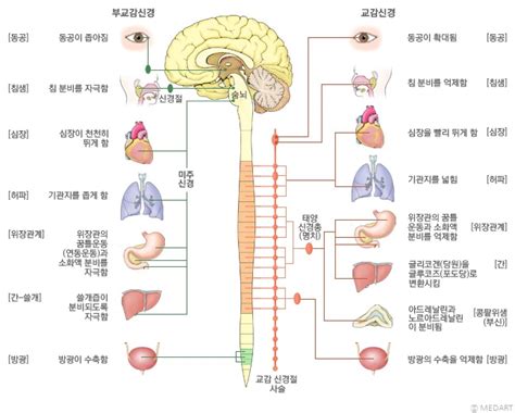 자율신경계 네이버 블로그