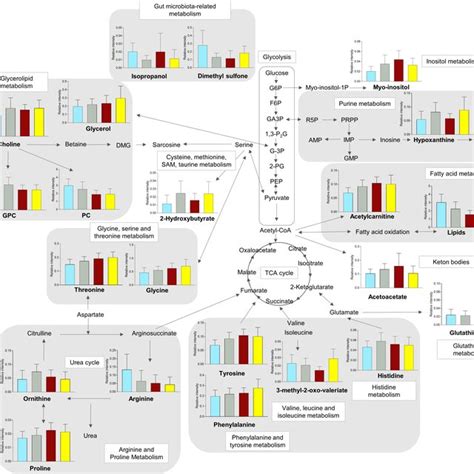 Simplified Representation Of Metabolic Pathways Showing Significantly