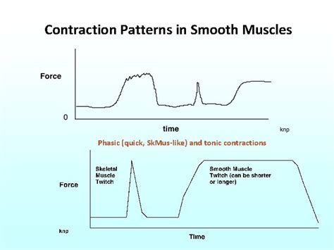 General Shape Of A Smooth Muscle Cell Smooth