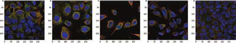 Sample Of The Dataset Download Scientific Diagram