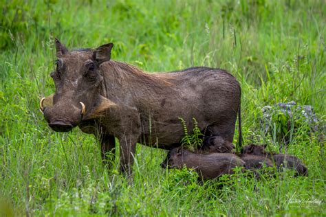 Common Warthog Phacochoerus Africanus Wildlife Vagabond