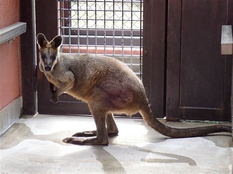 オグロワラビーのお引っ越し生活①飼育日誌｜ブログよこはま動物園ズーラシア公式サイト｜公益財団法人 横浜市緑の協会