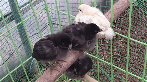 2024313 병아리 휴식 ㅡ언제 이렇게 컷누ㅡ횃대에서 털고르기ㅡ엄마닭 여유 Youtube