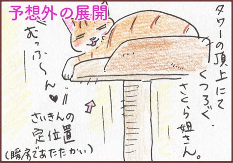 予想外の展開 ねこもり！