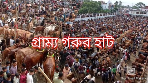 গ্রাম্য গরুর হাট Pictures Video গরুর বাজার ছবি গরু Youtube