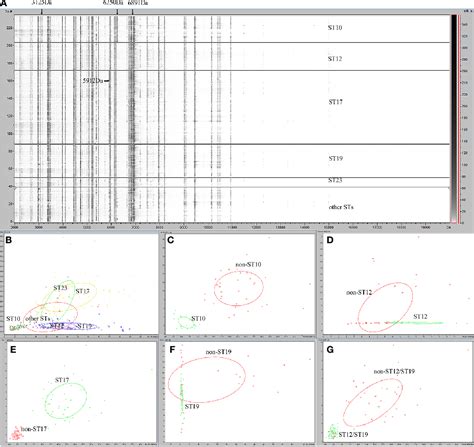 Figure 1 From Rapid Classification Of Multilocus Sequence Subtype For Group B Streptococcus