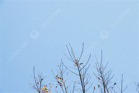 藍色卡通樹枝攝影圖背景圖桌布圖片免費下載 Pngtree