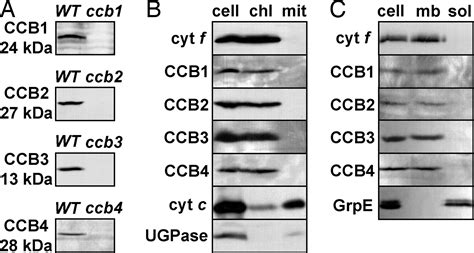 A Specific C Type Cytochrome Maturation System Is Required For Oxygenic Photosynthesis Pnas