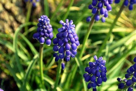 Flores Azules Ejemplos Cuidados Características