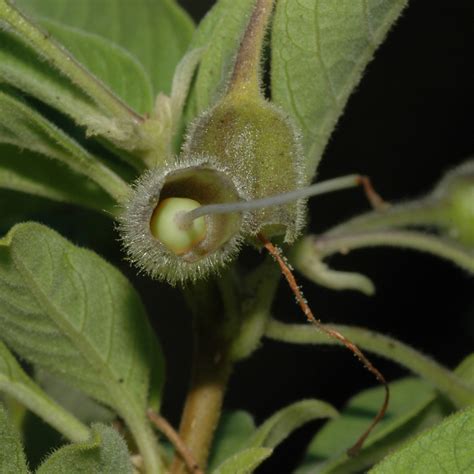 Acnistus Arborescens Solanaceae Image At