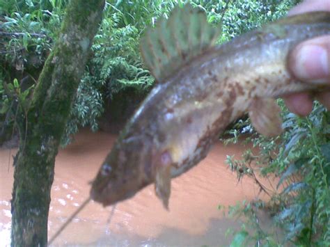 Vamu Peskápesca Esportiva Natureza And Aventura Pescaria De Bagres E