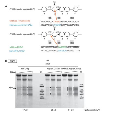 Neither Introduction Of An Intranucleosomal Scrambled Non Uasp Site Nor